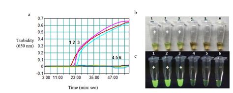 Identification Of Sensitivity Of The Lamp Assay Based On A 10 Fold