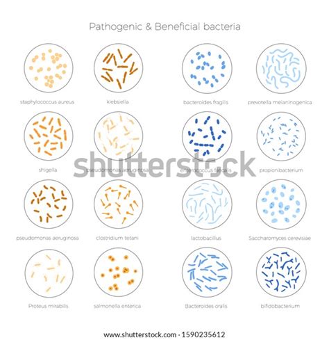 Vector Isolated Illustration Most Common Pathogenic Stock Vector