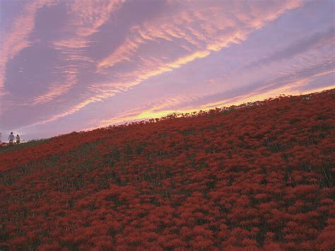 矢勝川 秋には一面に咲き誇る彼岸花の花風景が新美南吉のふるさとを彩る 愛知県半田市 いこーよとりっぷ