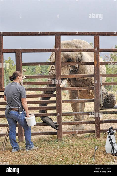 Caregiver Kristy Eaker Conducts Routine Foot Care Of Tang The Elephant