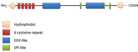 Figure 2 From The Reck Gene And Invasive Cancer Development The