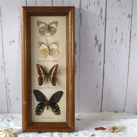 Frame Taxidermy Butterflies In Antique Taxidermy
