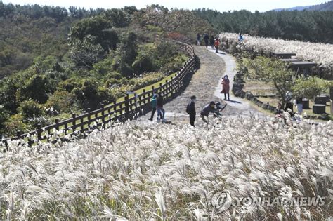 제주 산굼부리 억새 장관