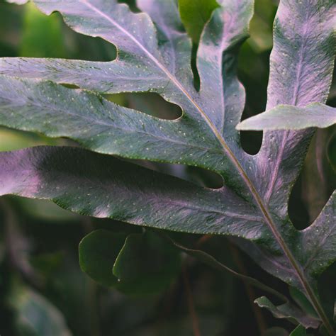 How To Prevent Overwatering And Root Rot Summer Edition Plantsome