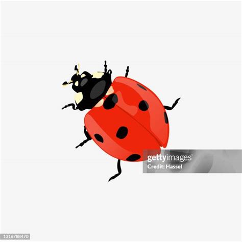Ladybug Illustration High Res Vector Graphic Getty Images