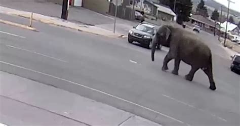 Elephant Escapes Circus And Strolls Around Town Then Leaves Massive