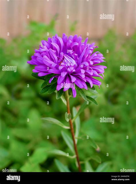 Purple Aster Flower On A Green Background In The Garden On An Autumn