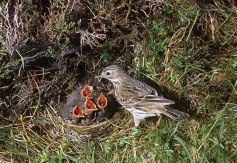 Meadow Pipit At Nest With Hungry Chicks Available As Framed Prints