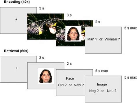 Figure 1 From The Locus Ceruleus Is Involved In The Successful
