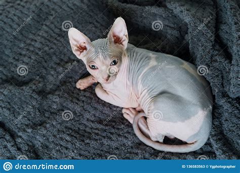 A Beautiful Sphynx Cat The Enigmatic Elegance Exploring The World Of Sphynx Cats Generative