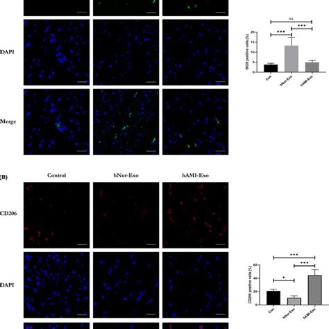 Circulating Exosomes Modulate Macrophage Polarization In Vivo A