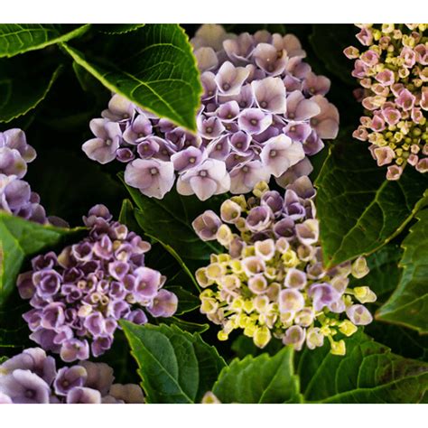 Hydrangea Macr Lets Dance Blue Jangles Jardin Jasmin