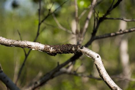 Naked Dry Branch Of Tree In Summer Forest Wild Plants Stock Image Image Of Garden Landskape
