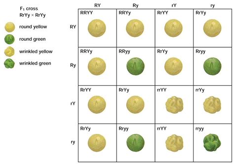 How Do Mendel S Experiments Show That Traits Are Inherited Independently CareerGuide