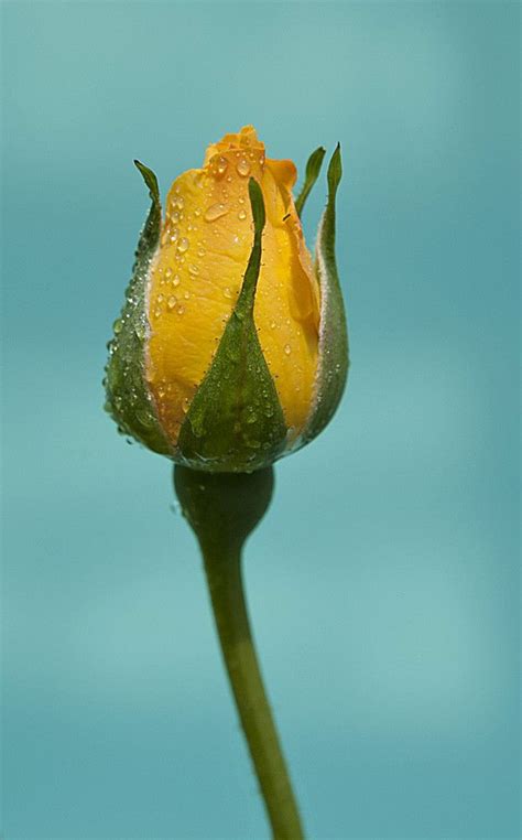Rosa Golden Gate - Rose Golden Gate | jetzt günstig online kaufen bei ...