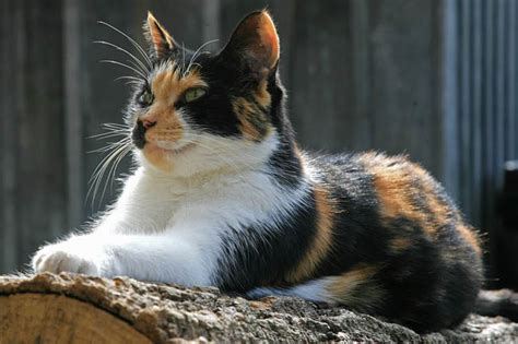 What Is The Difference Between A Calico And Tortie Cat World