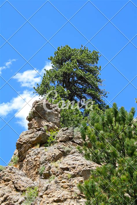 山峰松树图片大全松树图片大全大图大山谷图库