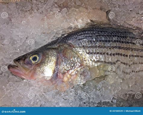 Fish Stock Image Image Of Bass Caught Displayed Animal 43180539