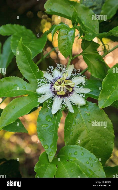 Purple And White Flower On A Passion Fruit Vine Called Passiflora