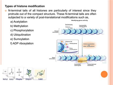 Lecture Notes Gene Regulation In Eukaryotespdf
