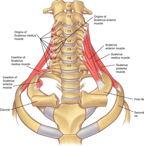 Brachial Plexus Classical Osteopathy In Ontario