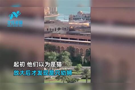 富豪疑似看世界杯将小狮崽独留阳台无暇照顾，邻居怒拍视频举报他