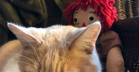 The Cuddlywumps Cat Chronicles Sunday Selfie Webster With Raggedy Ann