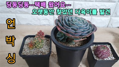 다육이 딩동딩동 택배왔어요 오랫동안 찾았던 다육이 발견 언박싱 YouTube