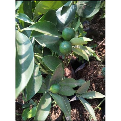 Jual Jeruk Nagami Berbuah Shopee Indonesia