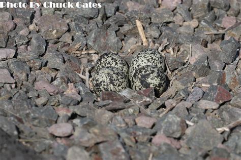 What Is A Killdeer Nest At Richard Abbate Blog