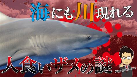 川に人食いザメ現る淡水にも現れる危険ザメNo 3オオメジロザメを徹底解説Bull shark沖縄国際通り YouTube
