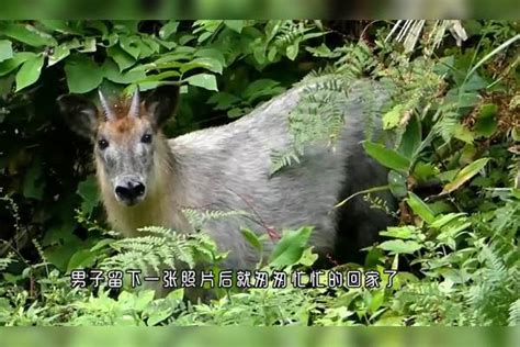 男子在竹林发现一匹“马”，激动拍照留念，得知真相后感到害怕竹林真相男子