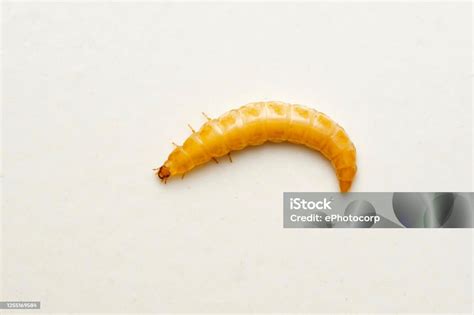 식사벌레 테네브리오 몰리토르 테네브리오니대 사타라 마하라슈트라 인도 벌레에 대한 스톡 사진 및 기타 이미지 벌레 식사 음식