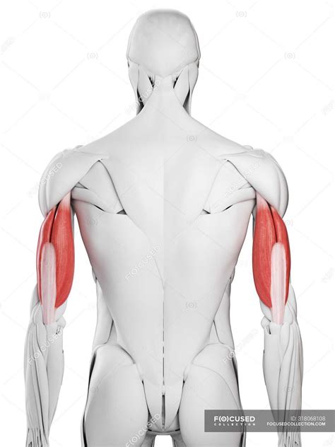 Male Anatomy Showing Triceps Muscle Computer Illustration Education Structure Stock Photo