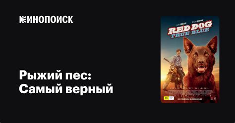 Рыжий пес Самый верный — Кинопоиск