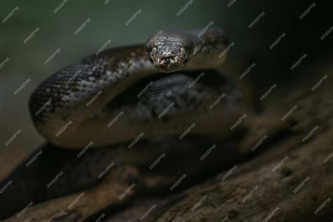Premium Photo Macklots Python