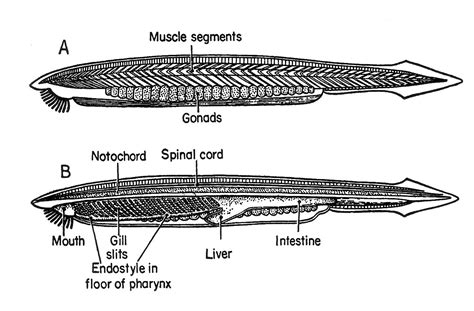 Amphioxus