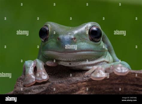 Close Up Dumpy Tree Frog White S Tree Frog Stock Photo Alamy