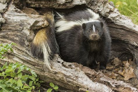 Why Do Skunks Stink The Science Behind A Skunks Stink