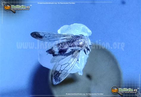 Treehopper