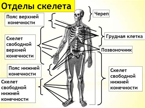 Опорно двигательная система человека Строение скелета презентация онлайн