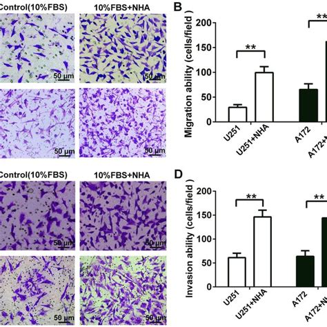 Cytomembrane Mmp14 In Glioma Cell Lines Is Up Regulated By Astrocytes