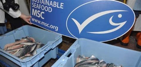 Msc Encourages Consumers To Look For The Blue Fish Label Seafood