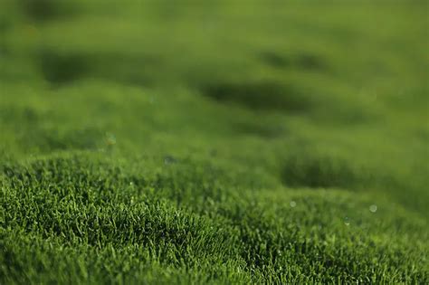 Lawn Grass Bubbles Causes And How To Get Rid Of Them