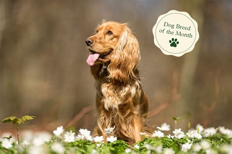 English Cocker Spaniel Facts