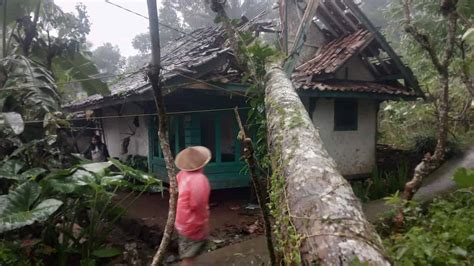 Rumah Rusak Tertimpa Pohon Di Ciakar Ciamis Penghuninya Mengungsi