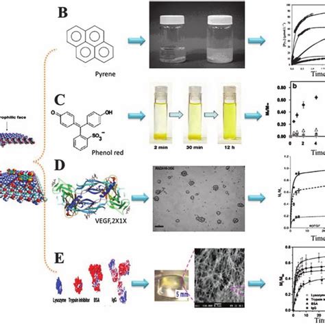 Examples Of Several Self Assembling Peptides A The Proposed Model Of
