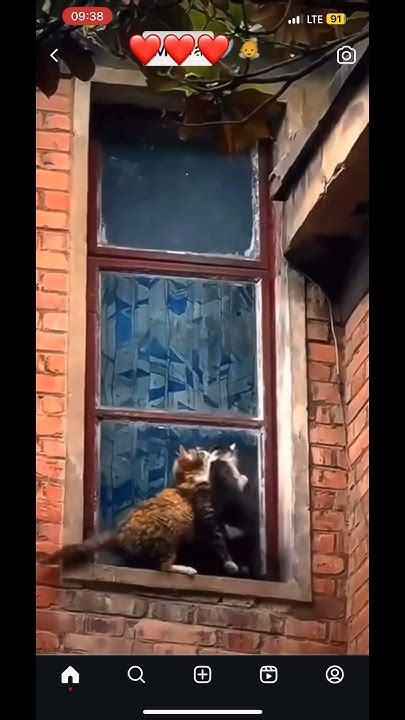 Кошка нашла котенка кошка Youtube