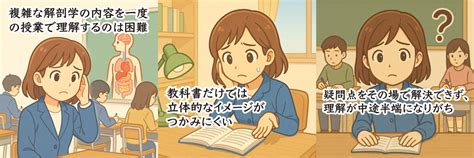 心臓の外観：心房と心室 Ahqs
