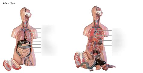 Biologie Voor Jou Max Vg Thema Afb Torso Diagram Quizlet